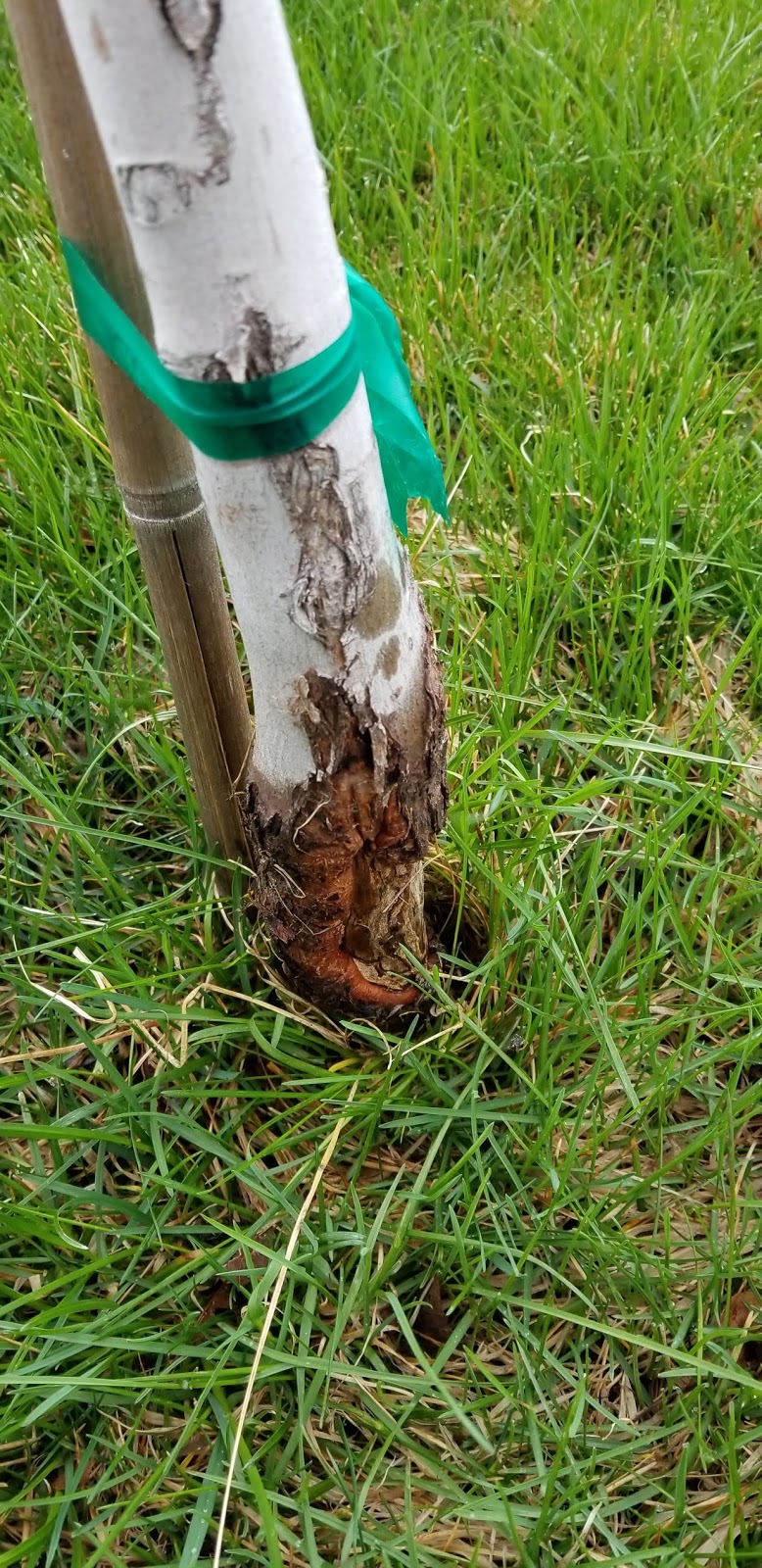 Landscaping Tips * Landscaping Ideas * DIY Landscape | 320 * Sycamore