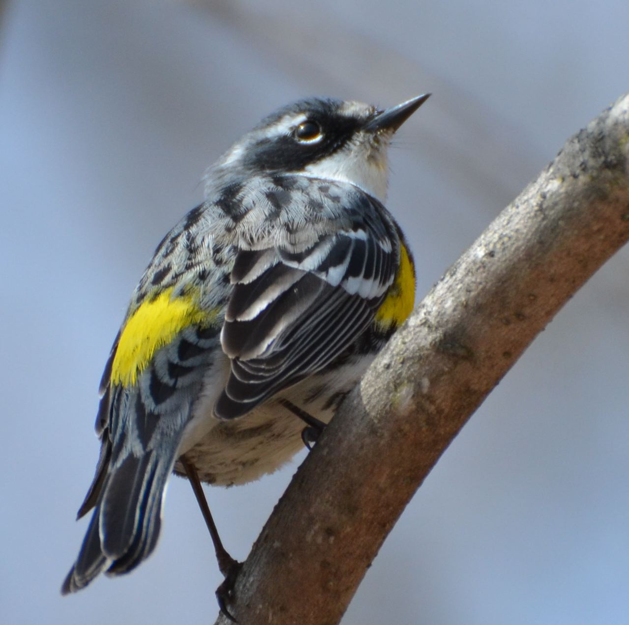 Flower Hill Farm: Birds in Review Part XXXVI 'A Bird Parade' Spring Returns