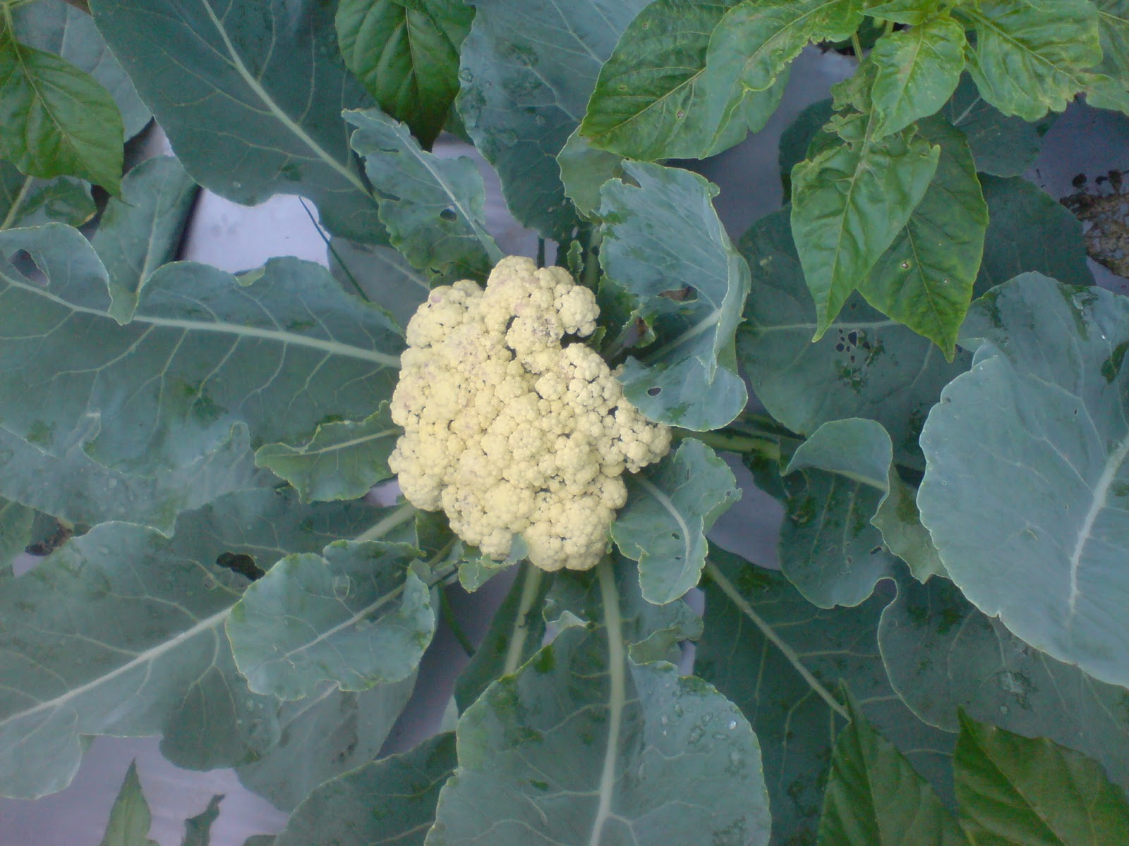 INDOTUNNEL: CARA MUDAH MENANAM KUBIS BUNGA