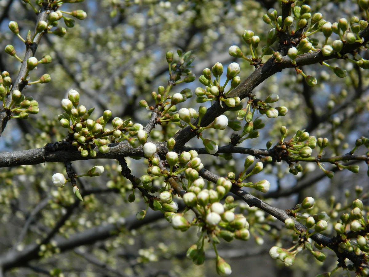 LA MULTI ANI, ROMANIA!: Se dezvolta mugurii florali ai pomilor