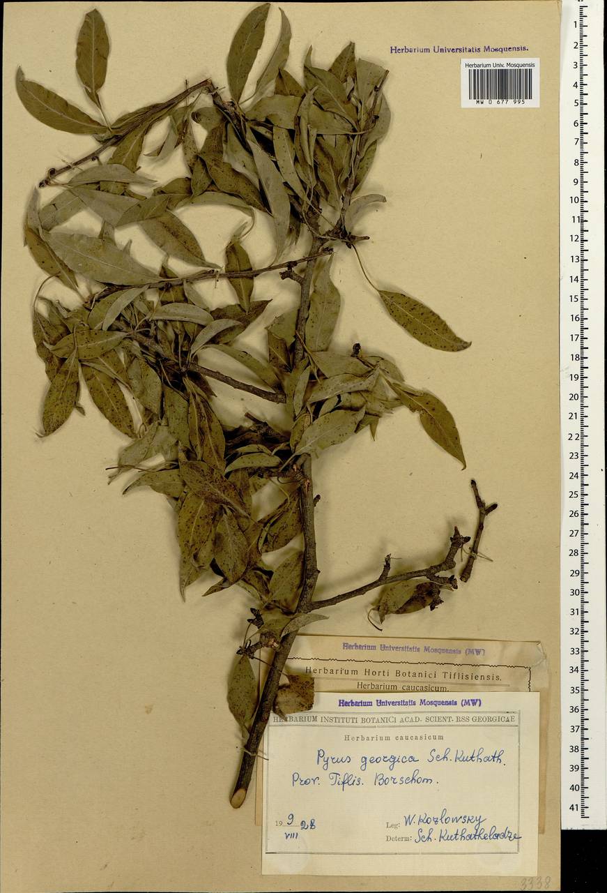 Всё о бегониях и не только...: Груша грузинская (Pyrus georgica, =Pyrus ...