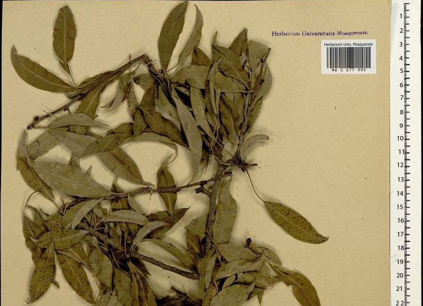 Всё о бегониях и не только...: Груша грузинская (Pyrus georgica, =Pyrus ...