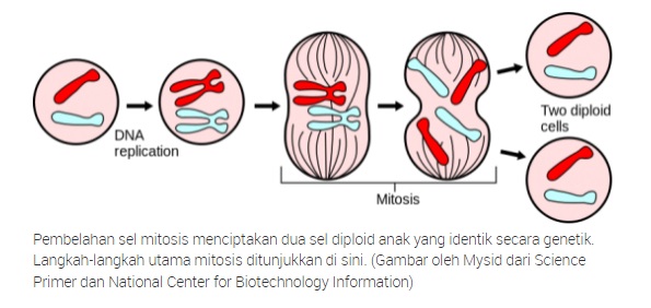 BIOLOGI GONZAGA: REPRO SEL