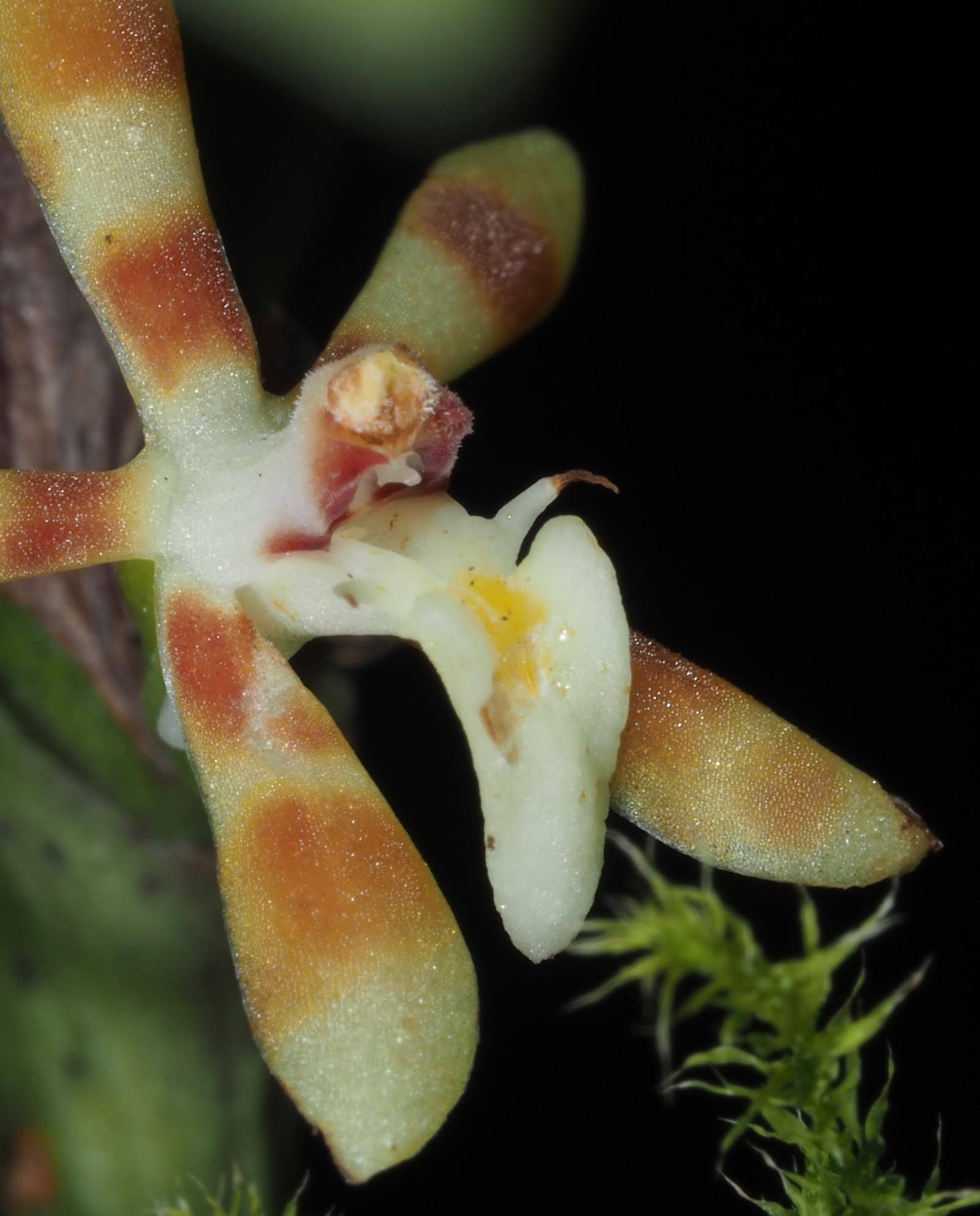 Trichoglottis granulata