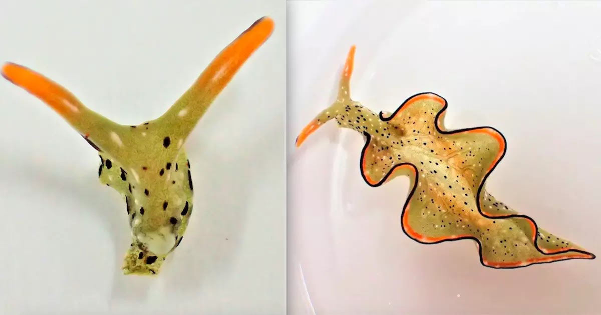 These Sea-Slugs Can Remove Their Own Heads And Regenerate Their Entire ...