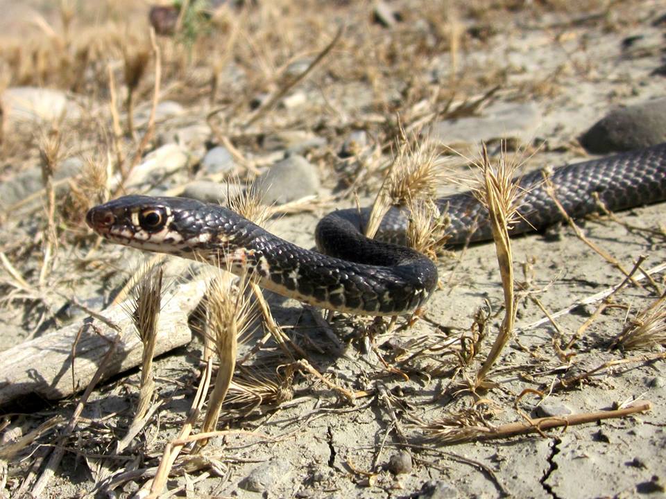 Biodiversity of Cyprus by NGO Protection of the Natural Heritage and ...