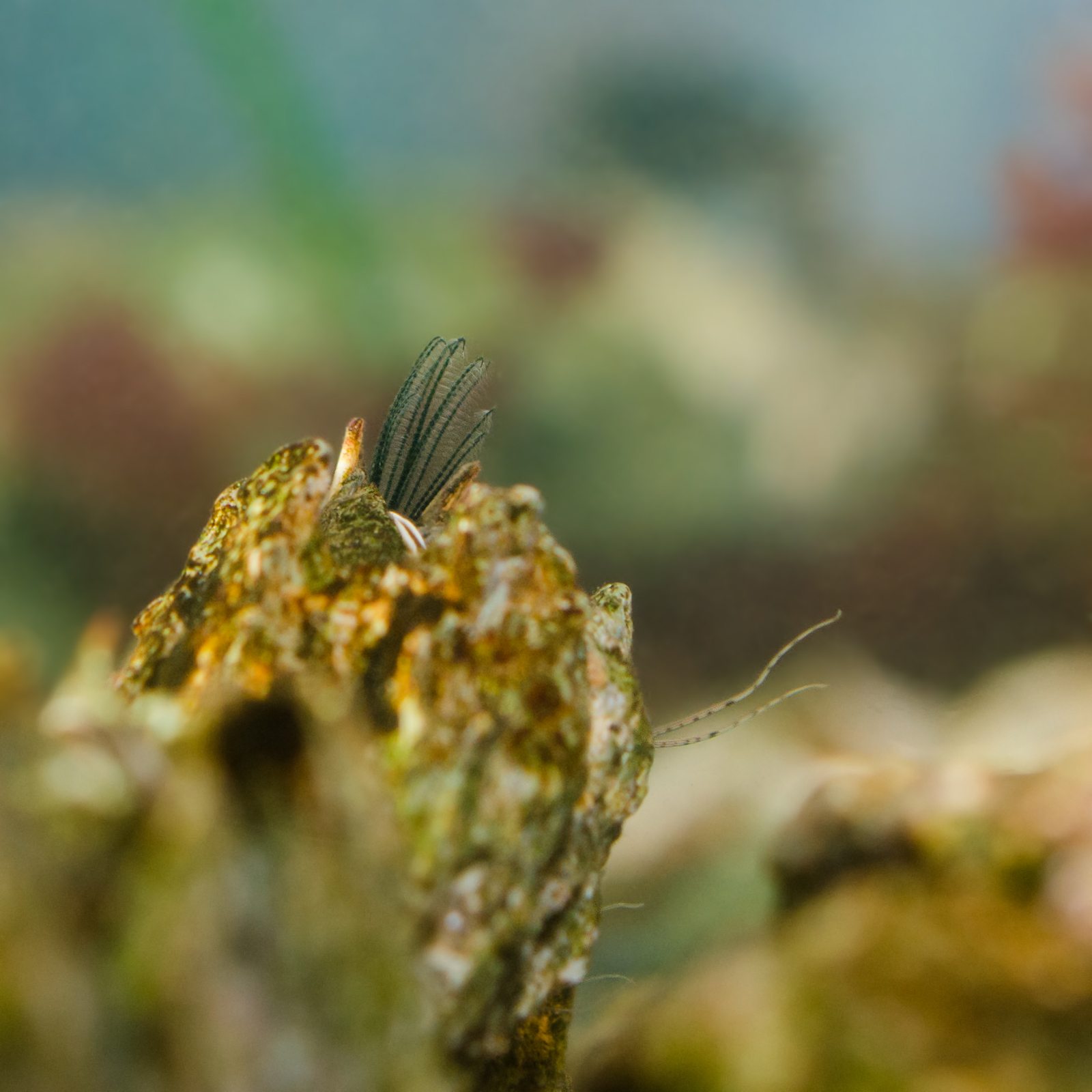 Wanderin' Weeta (With Waterfowl and Weeds): Feathery cirri, spotted palps