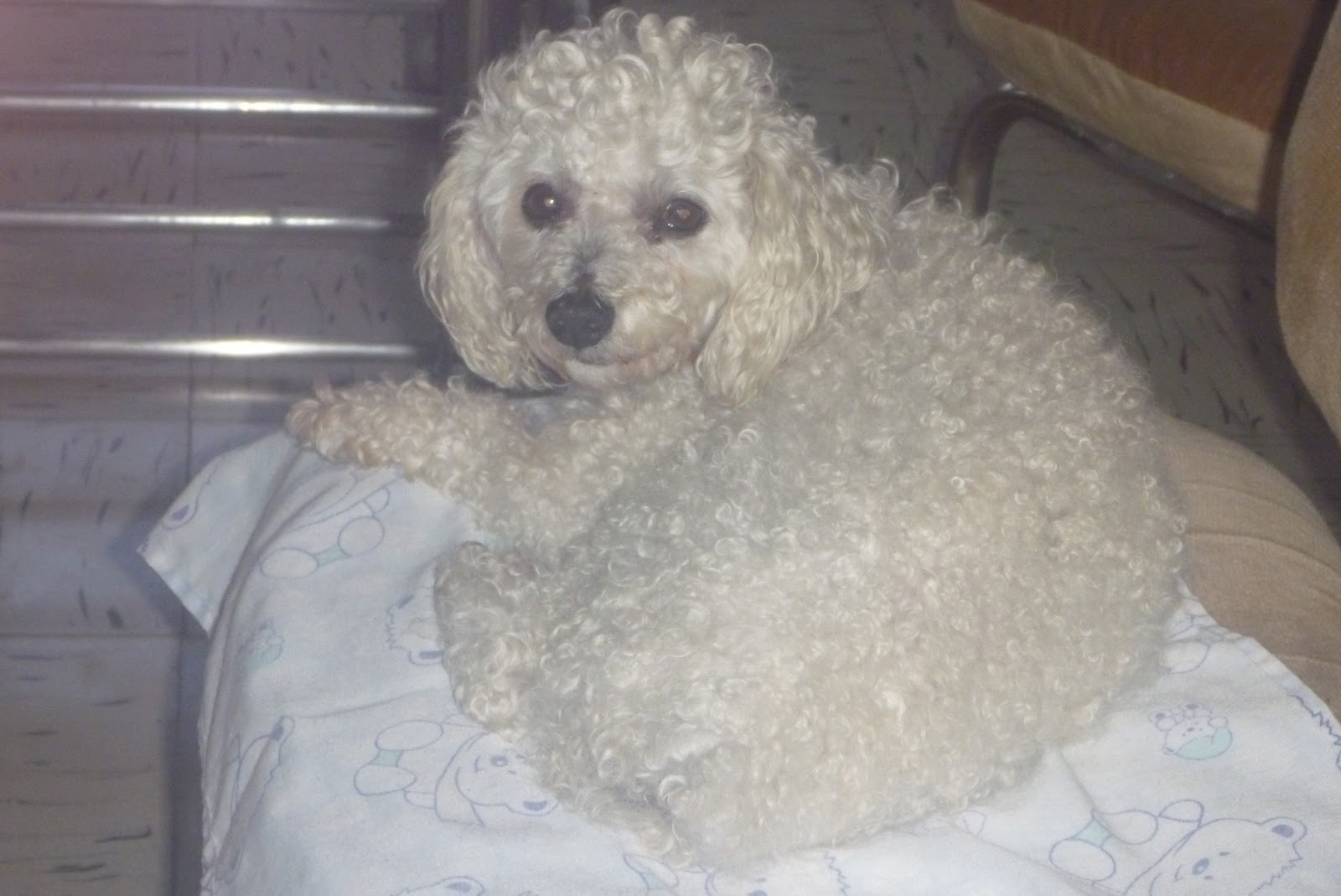 Imagenes de perritos french pool - Imagui