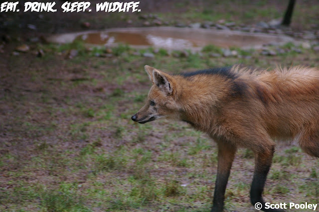 Maned Wolf | Eat. Drink. Sleep. Wildlife Photography.