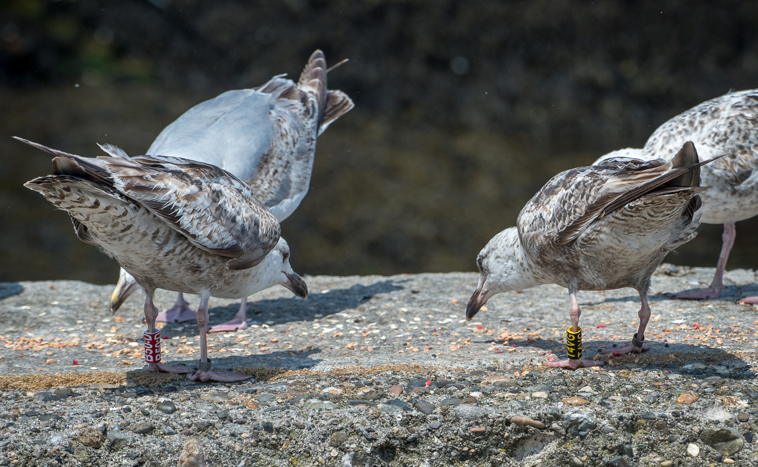 Colour ringed birds