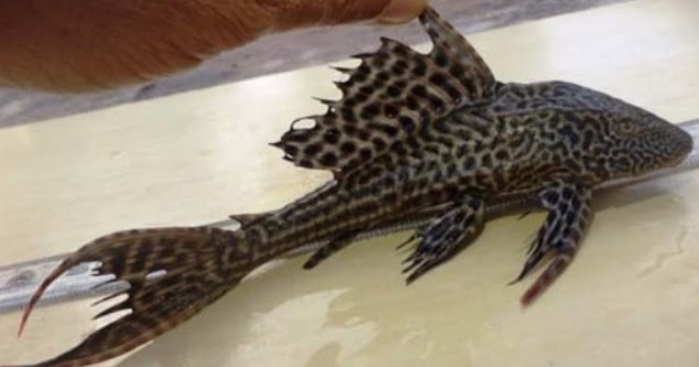 Ikan Sapu Sapu Klasifikasi Morfologi Habitat Dll Melek Perikanan