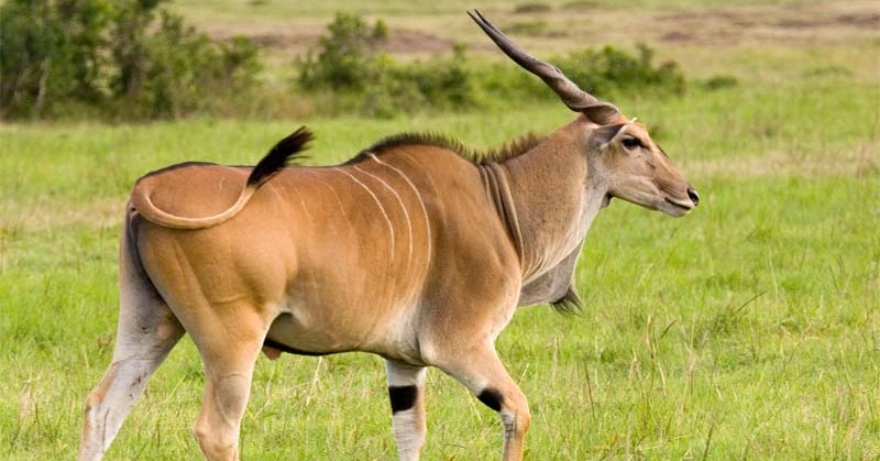 Shava Nyakudirwa Totem