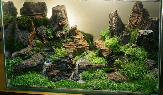 10 Aquascape Waterfall Yang Unik dan Menawan - Dunia Akuarium