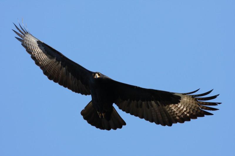 Spreebird wildlife: EAGLES OF PAKISTAN