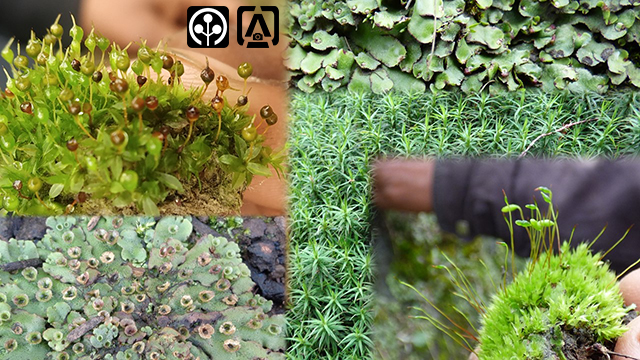 General characteristics of bryophytes