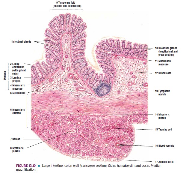 Histologi Sistem Pencernaan-Usus Halus dan Usus Besar | BlogK Putih