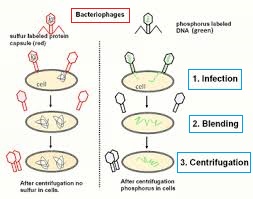 Rusty's Bio-zone: MOLECULAR BASIS OF INHERITANCE