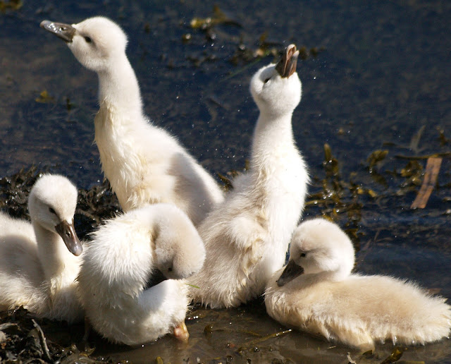 Fotografiando mi Mundo: Cisnes...padres felices y los polluelos ...