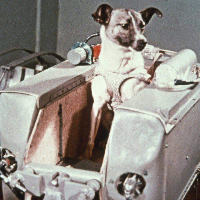 Laika | Fact Of The Day | First animal to make an orbital spaceflight ...
