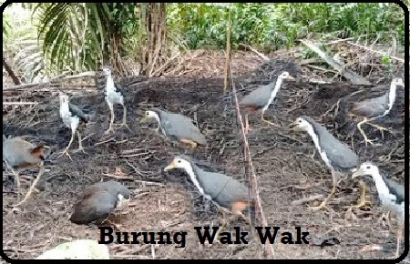 Anim Agro Technology: BURUNG RUAK-RUAK - FAKTA DI MEDIA