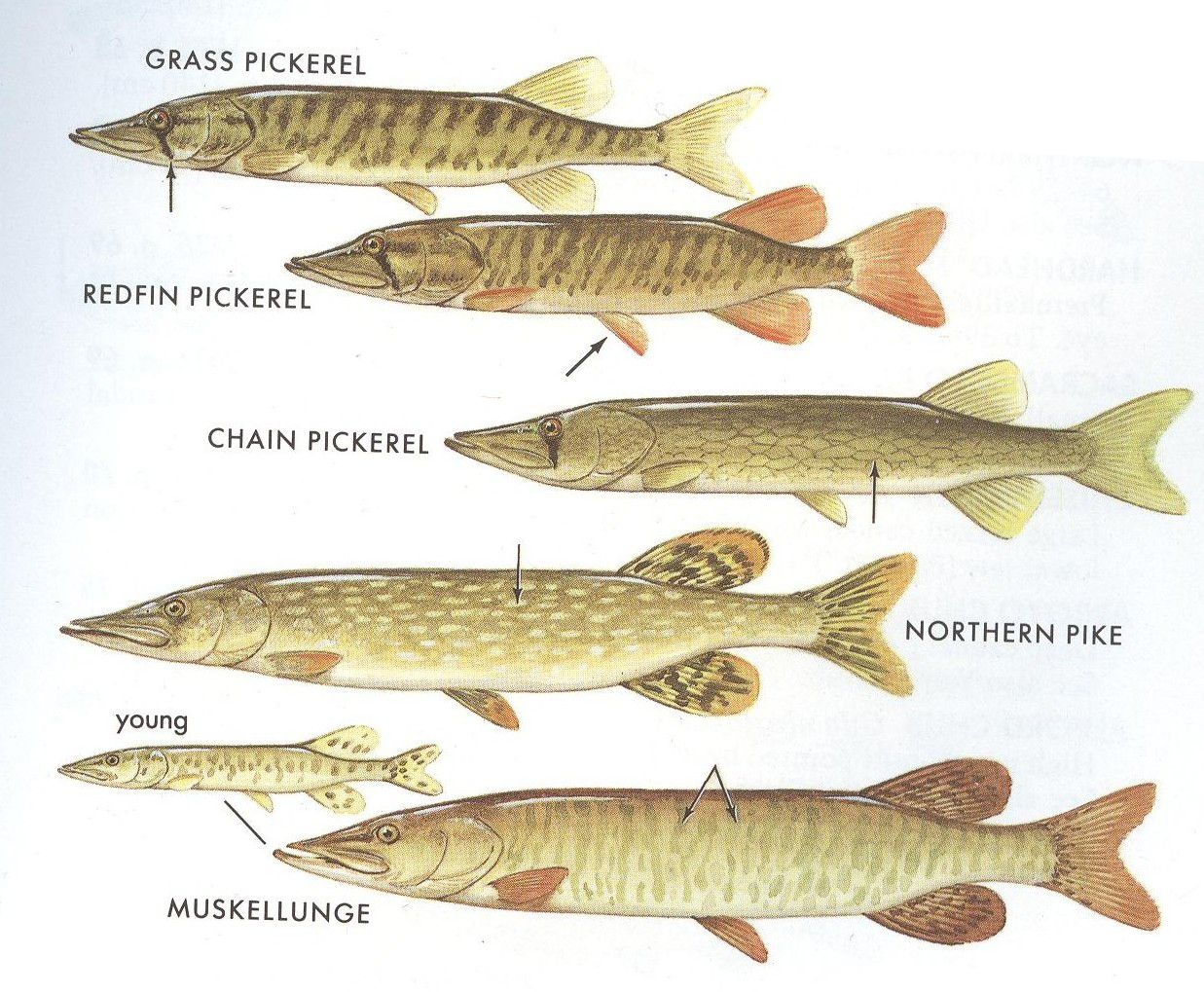 UNIVERSITY OF SANTO TOMAS GRAND ALUMNI: Lenten Legend