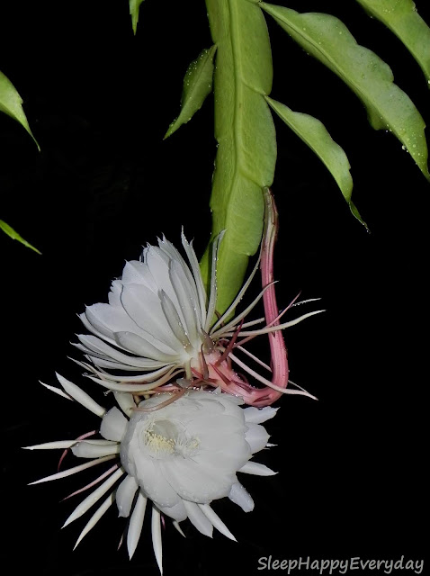 Sleep Happy Everyday: Brahma Kamal & Brahma Kamal: Nature's Double Bonanza