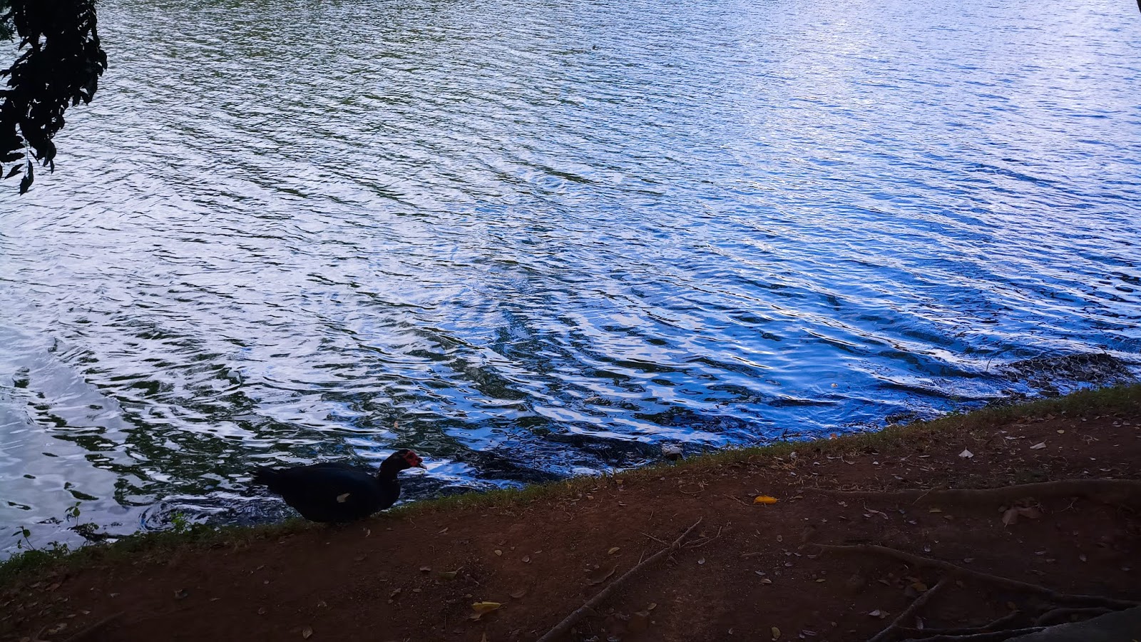 Kiri Muhuda /The Milky Sea