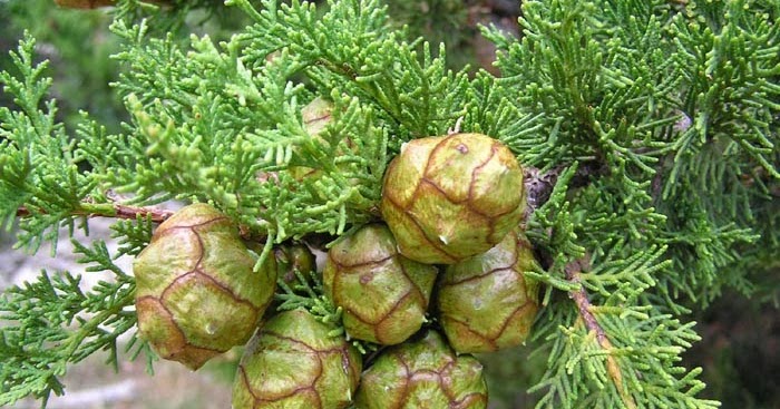 REMEDIUM: Chiparosul in medicina alternativa