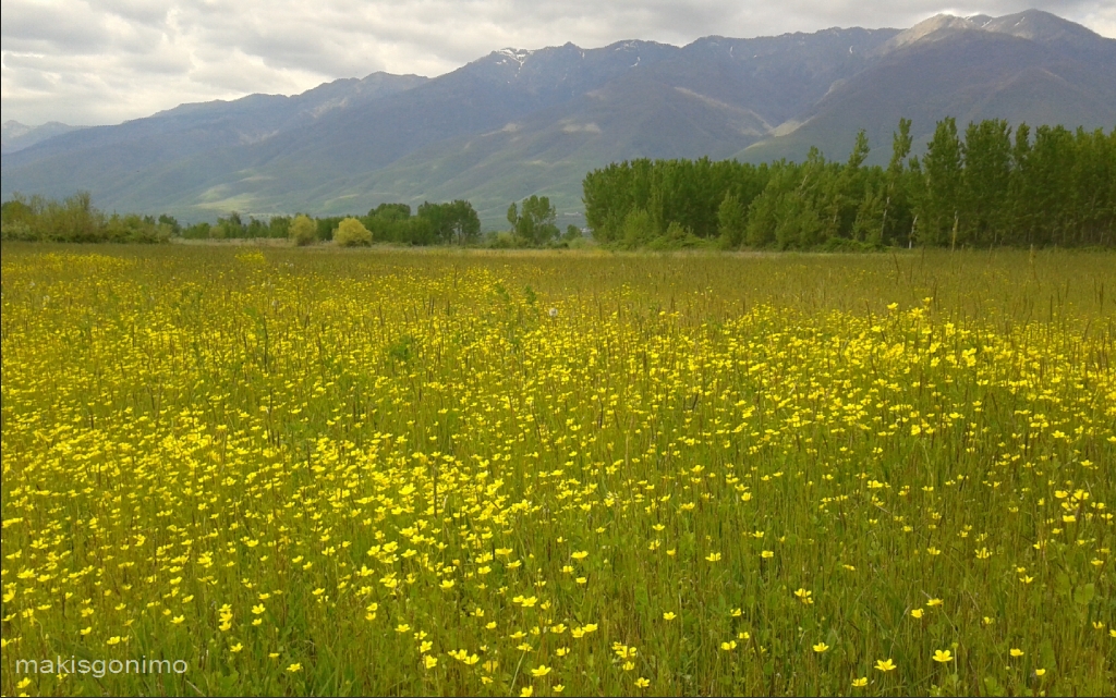 ΓΟΝΙΜΟ-live: Ο ΚΑΜΠΟΣ ΤΟΥ ΓΟΝΙΜΟΥ....