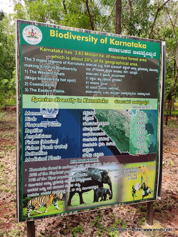 Salumarada Thimmakka Tree Park near Manipal: Photos and complete info ...