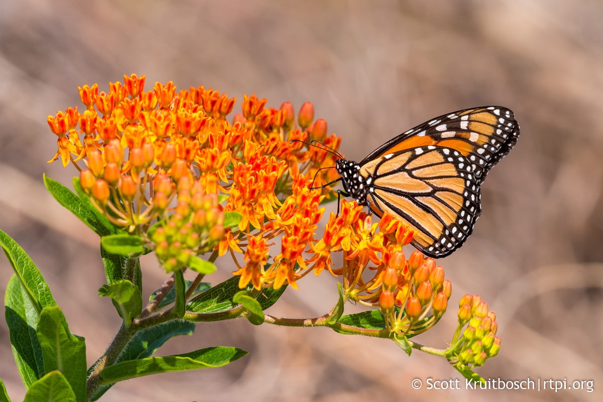 How To Raise Monarch Butterflies: Learn to raise monarch butterflies
