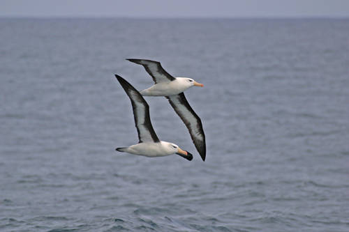 All About Animal Wildlife: Albatross Facts and Photos-Images