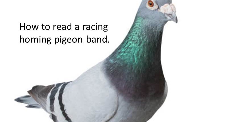 AMERICAN RACING PIGEON UNION: How To Read A Racing Homing Pigeon Leg Band