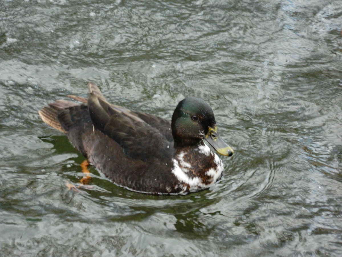 LA MULTI ANI, ROMANIA!: Rata