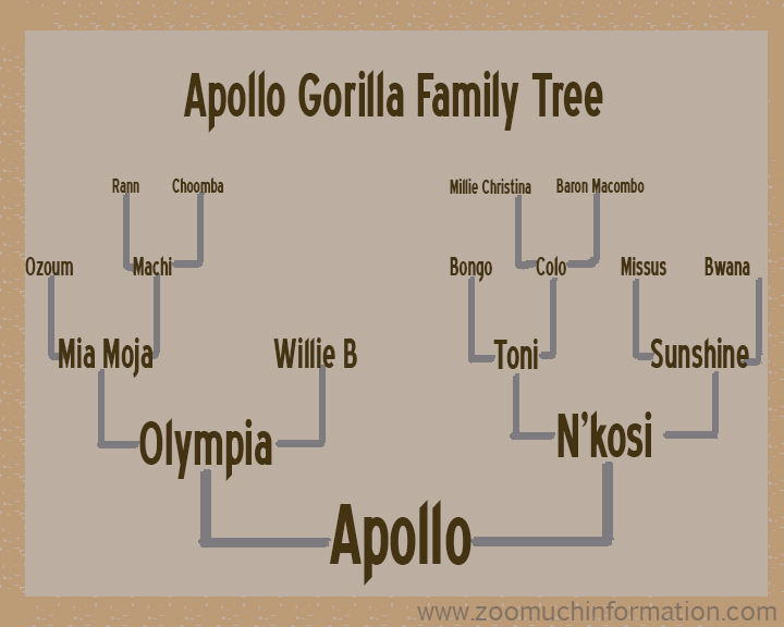 Baby Gorillas Bomassa and Apollo Grow Up: September 2013