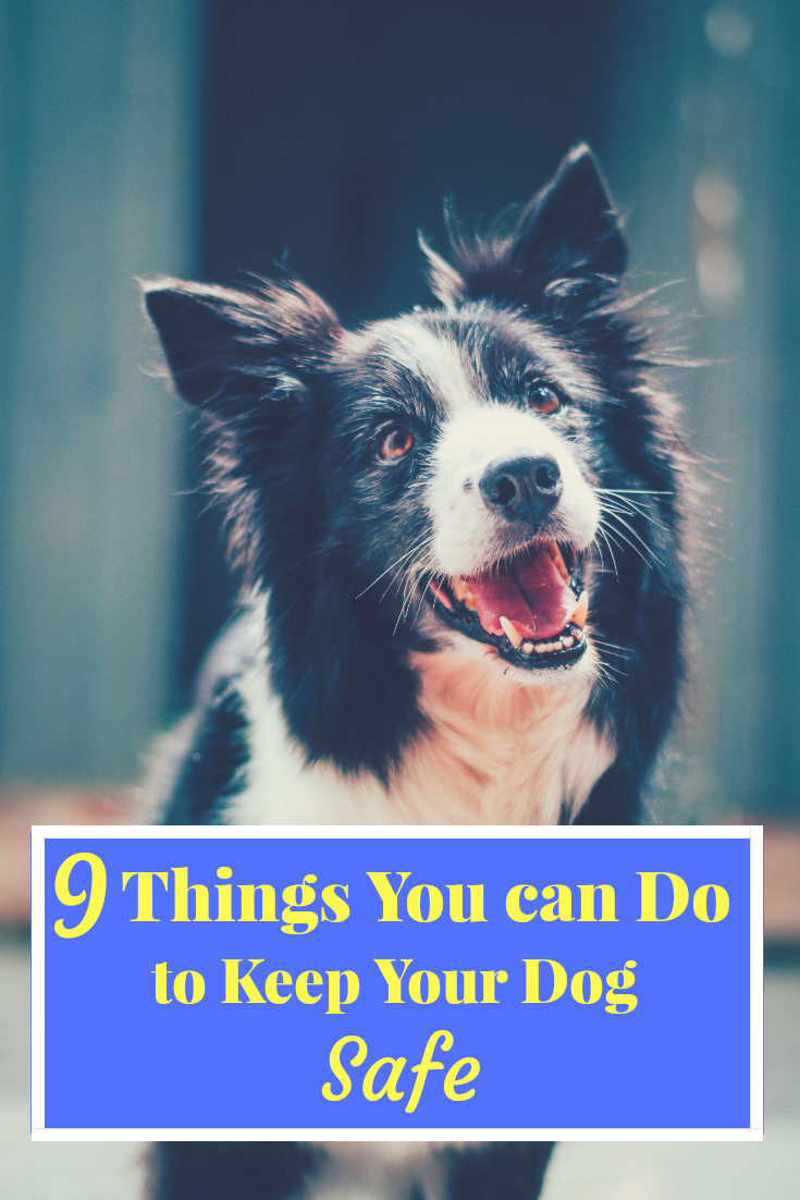 9 Things You Can Do to Keep Your Dog Safe - My Lucy doggie