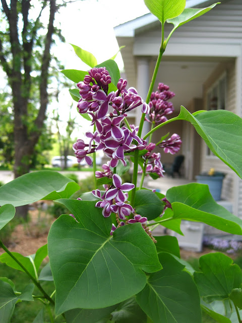 Enjoying My Garden: Lila