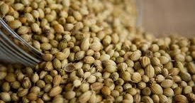 FARMAKOGNOSI : Coriandri Fructus