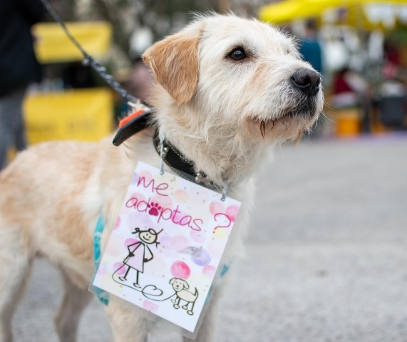 Adoptándonos: Tom, adorable cachorrón barbincho de tamaño chico en adopción