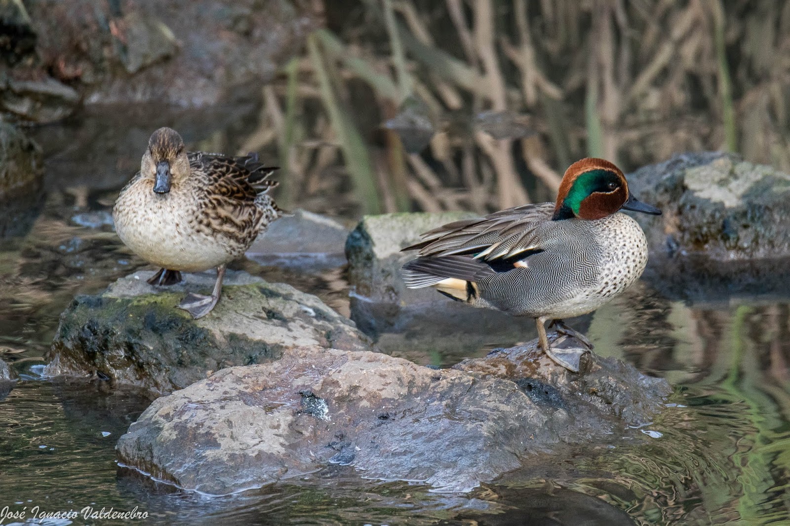 DocNatureBlog: La belleza y fotogenia del pato de superficie más ...