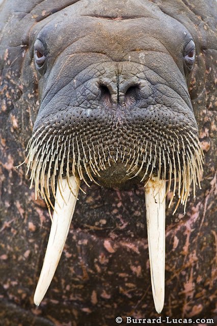 Animal Picture: WALRUS