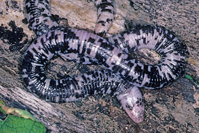 The Herpetology of Trinidad and Tobago: Black &White Worm Lizard ...