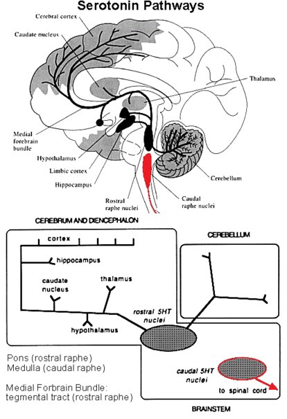 Taming the Polar Bears: Neurochemical in Focus - Serotonin