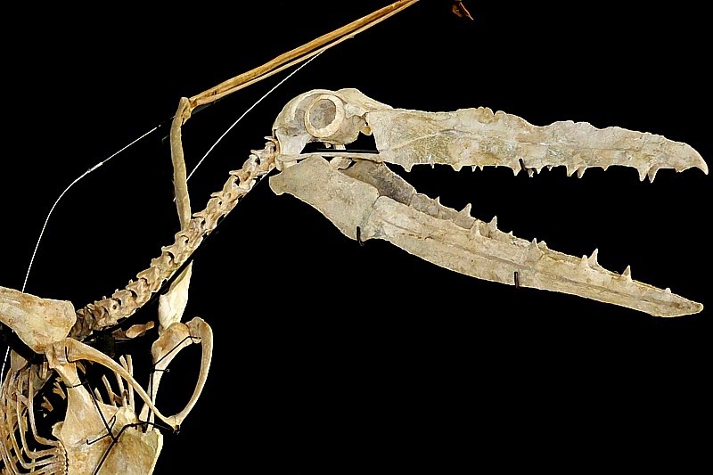 Tooth loss in birds occurred about 116 million years ago - Geology In
