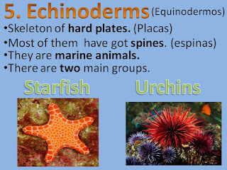 Maestro Eduardo: NS 4th LIVING THINGS. ANIMALS