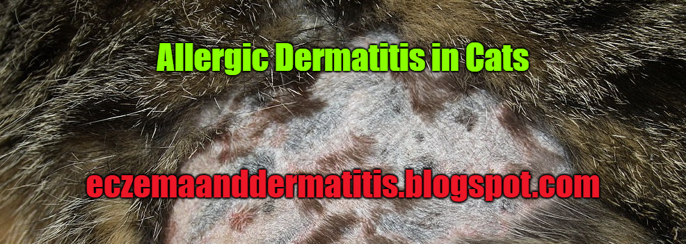 Allergic Dermatitis in Cats - Eczema and Dermatitis