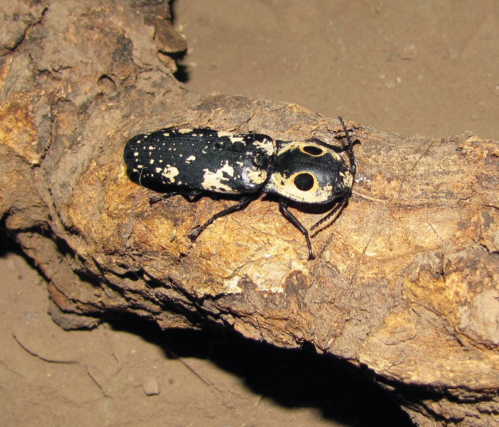 Bug Eric: Eyed Elaters