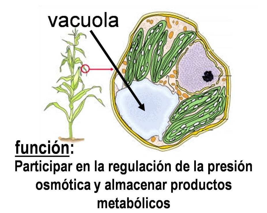 VACUOLA
