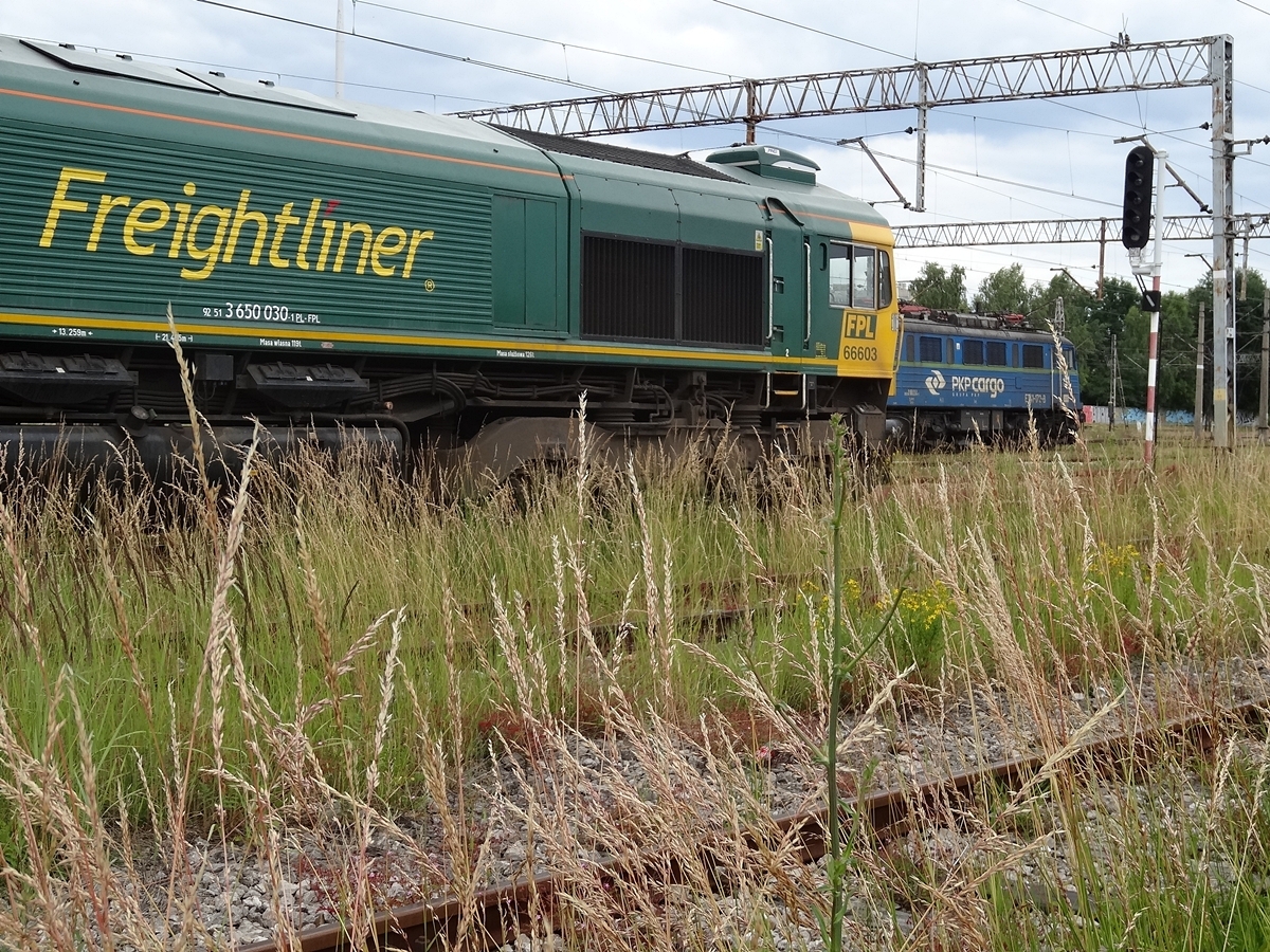Firmowy pociąg FPL na stacji Kielce Herbskie: Class 66604 z węglarkami ...