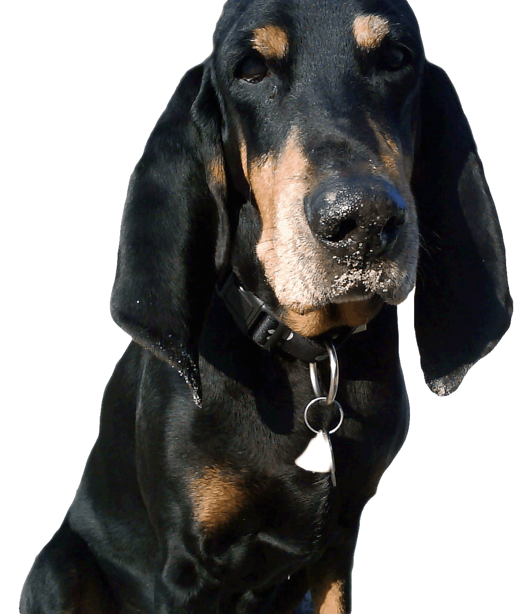 Mantrailing: Segugio del Giura